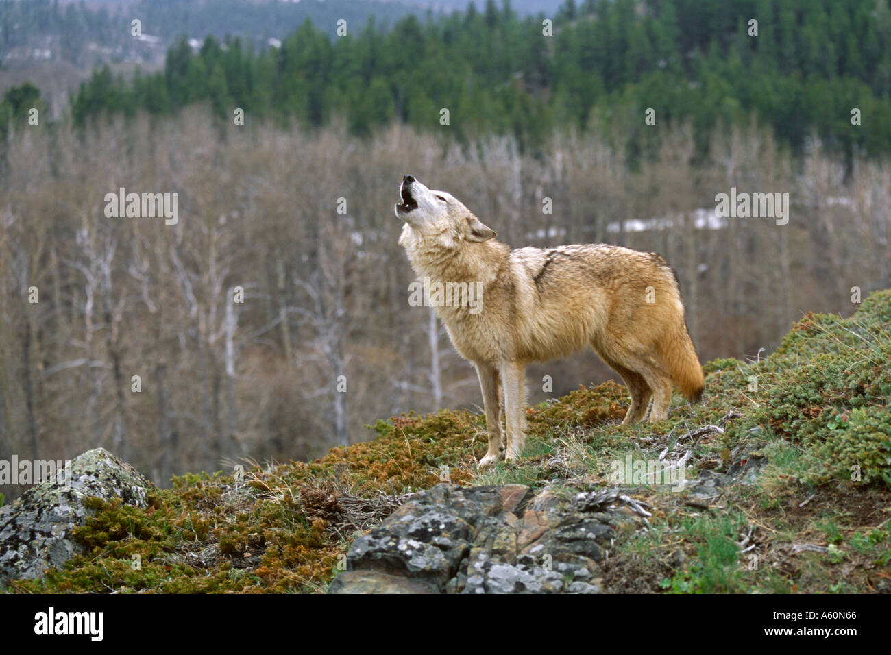 Howling wolf -Fotos und -Bildmaterial in hoher Auflösung – Alamy