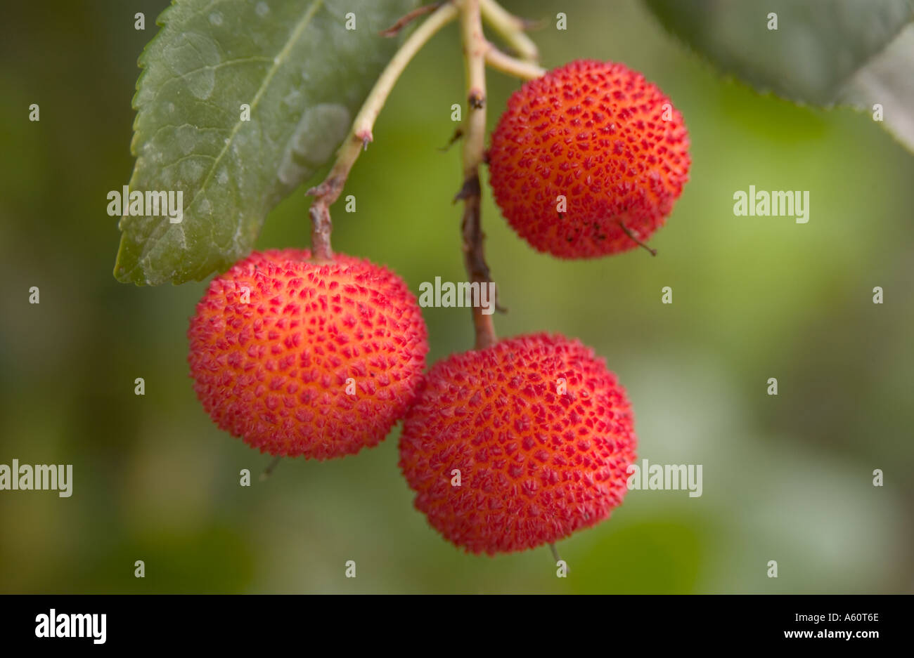 Pflanze mit essbaren beeren -Fotos und -Bildmaterial in hoher Auflösung ...