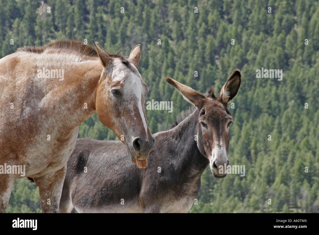 Esel team -Fotos und -Bildmaterial in hoher Auflösung – Alamy