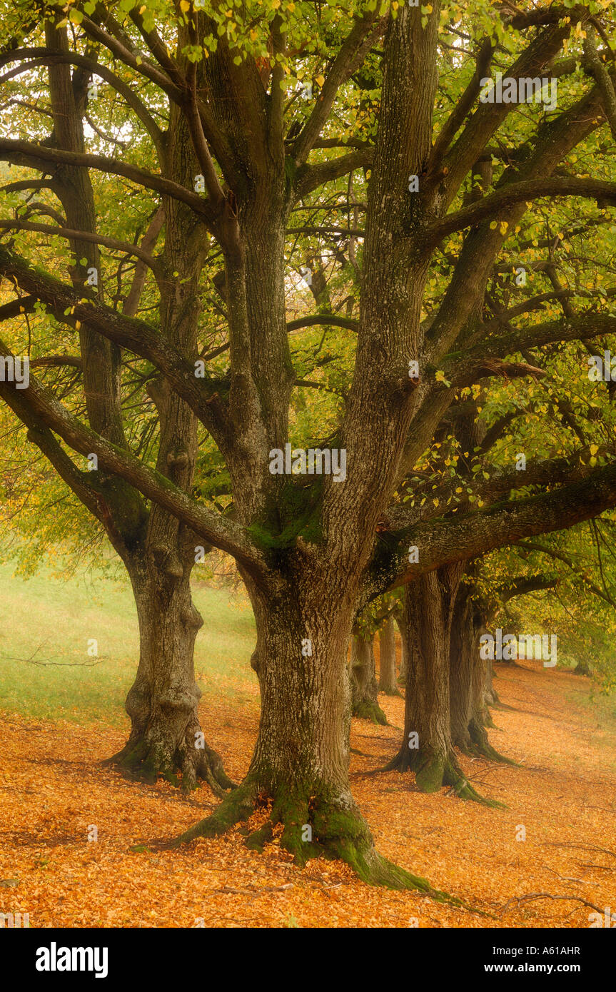 Schwarzer pappel populus nigra -Fotos und -Bildmaterial in hoher ...