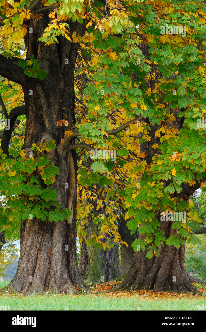 Common horse chestnut aesculus hippocastanum -Fotos und -Bildmaterial ...