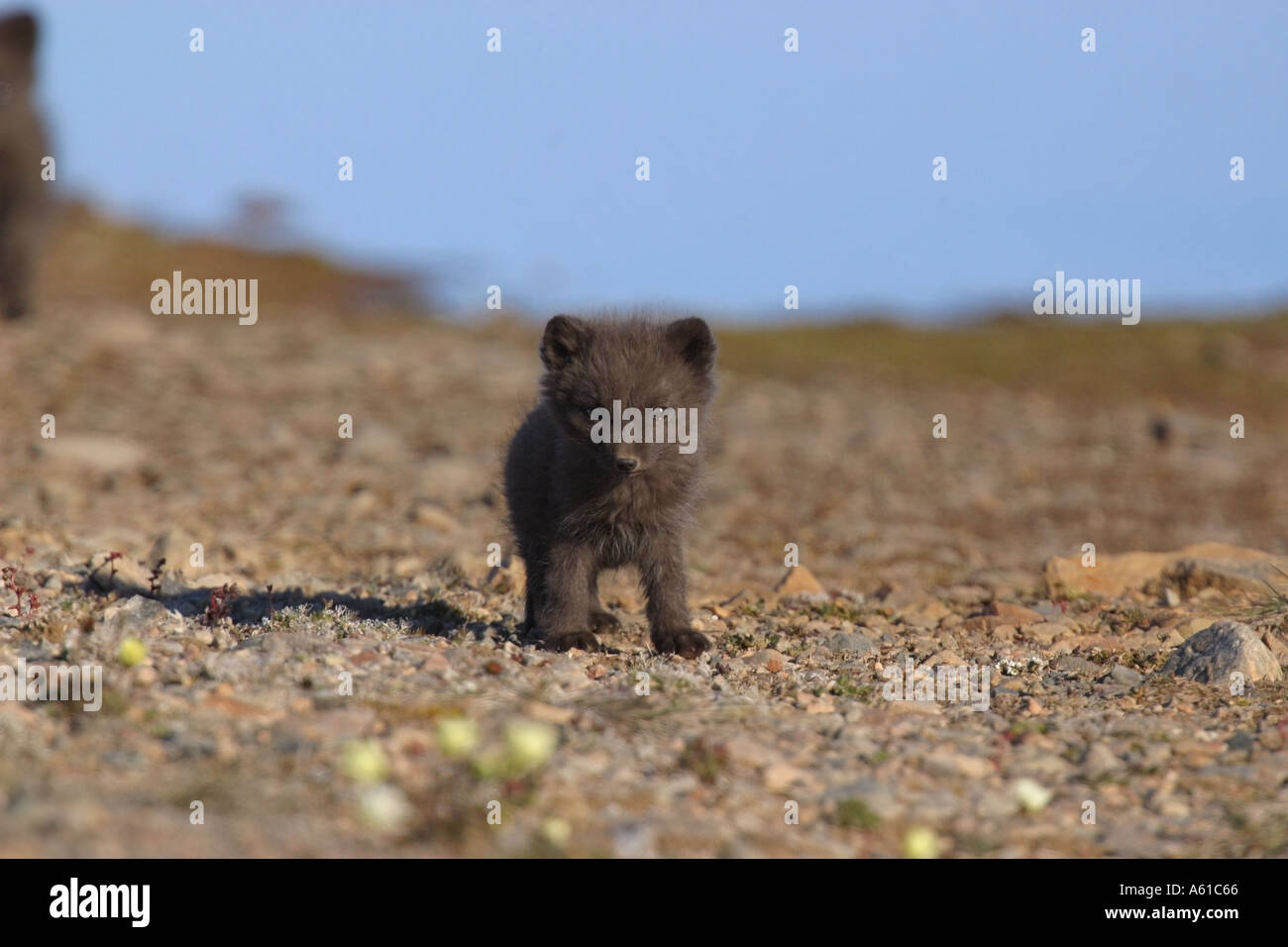 Baby Arctic Fox Thule Greenland Stockfotos und -bilder Kaufen - Alamy