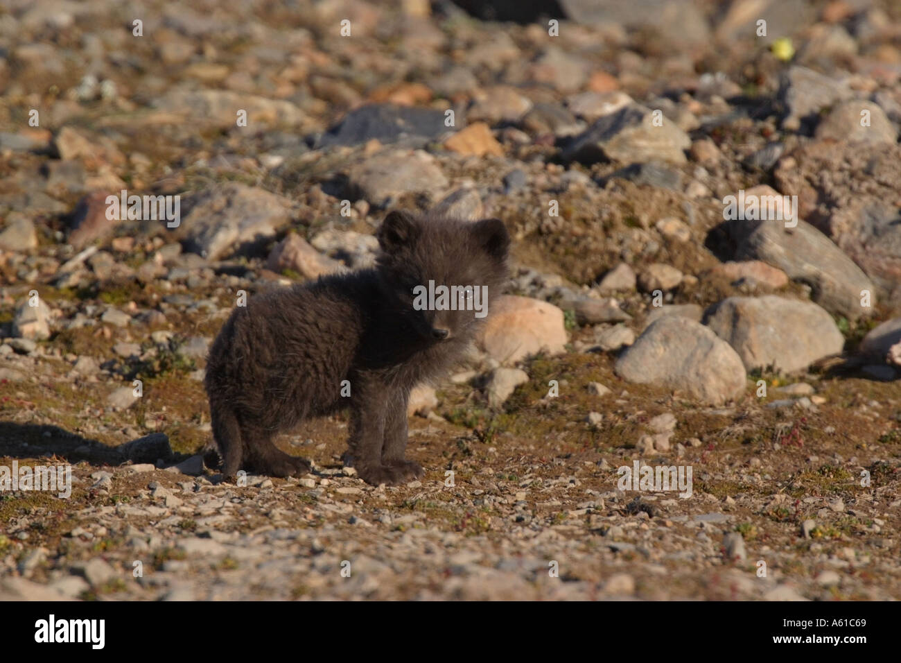 Baby Arctic Fox Thule Greenland Stockfotos und -bilder Kaufen - Alamy