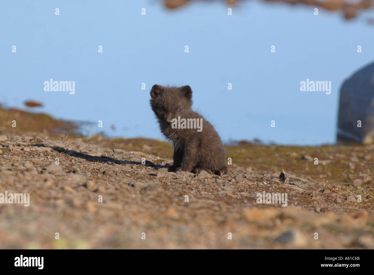 Baby Arctic Fox Thule Greenland Stockfotos und -bilder Kaufen - Alamy