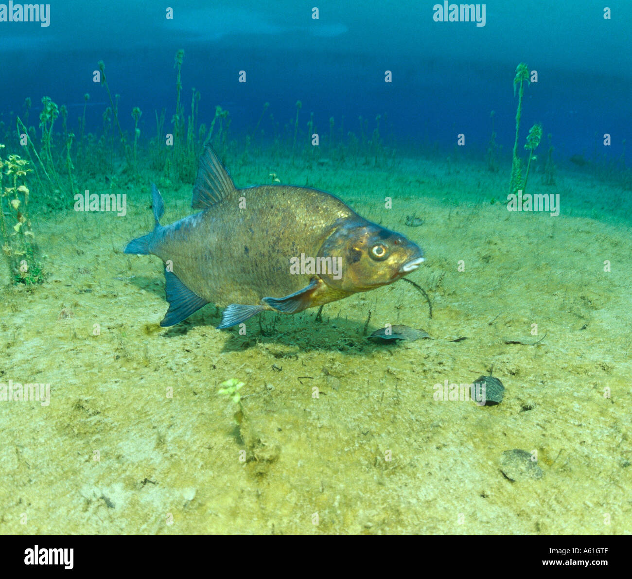 Karpfen Sie Brassen (Abramis Brama) Fisch unter Wasser Stockfotografie ...