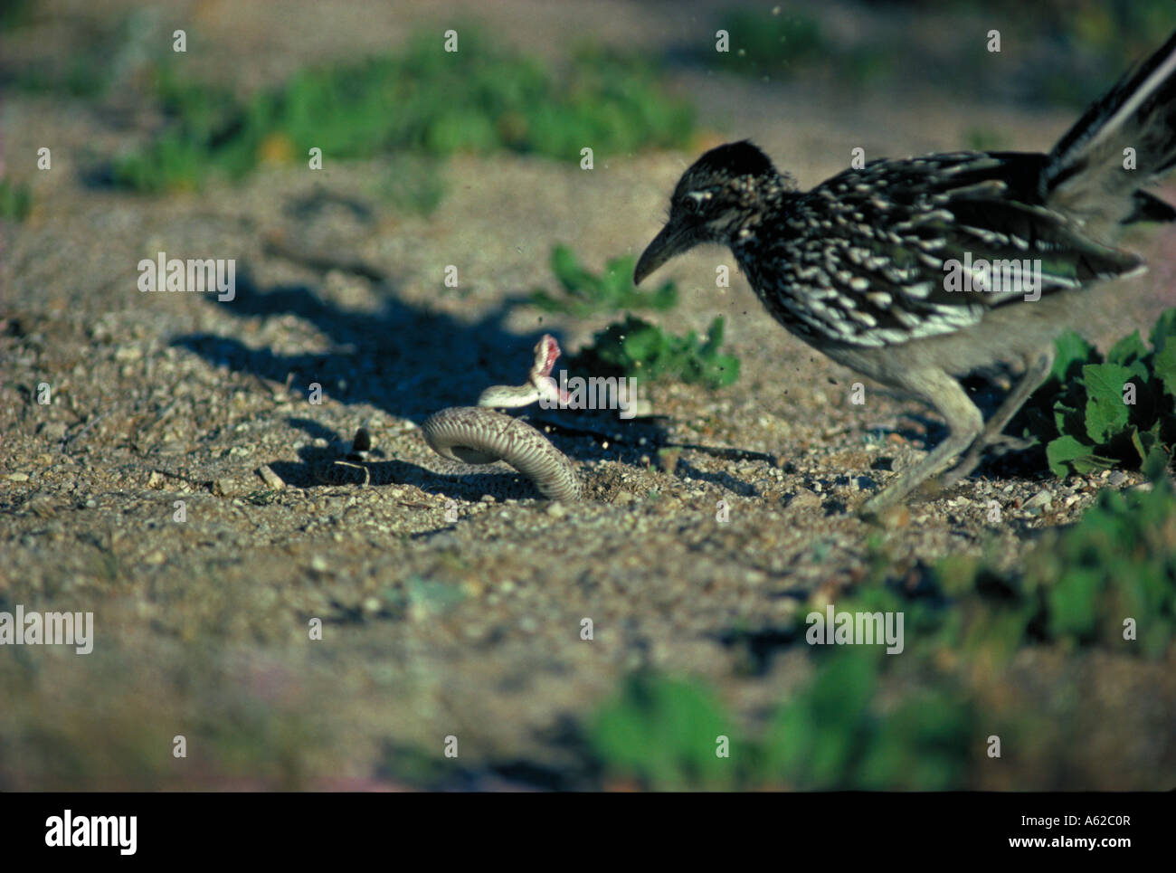 Größere Roadrunner Geococcyx Californianus mit Western Diamondback ...