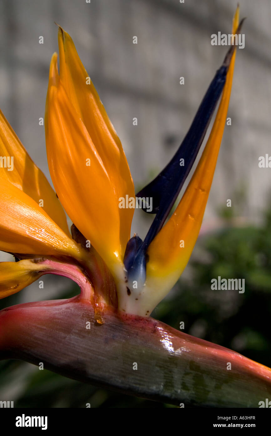 Bird Of Paradise Baum Strelitziaceae Strelitzia Reginae humilis ...