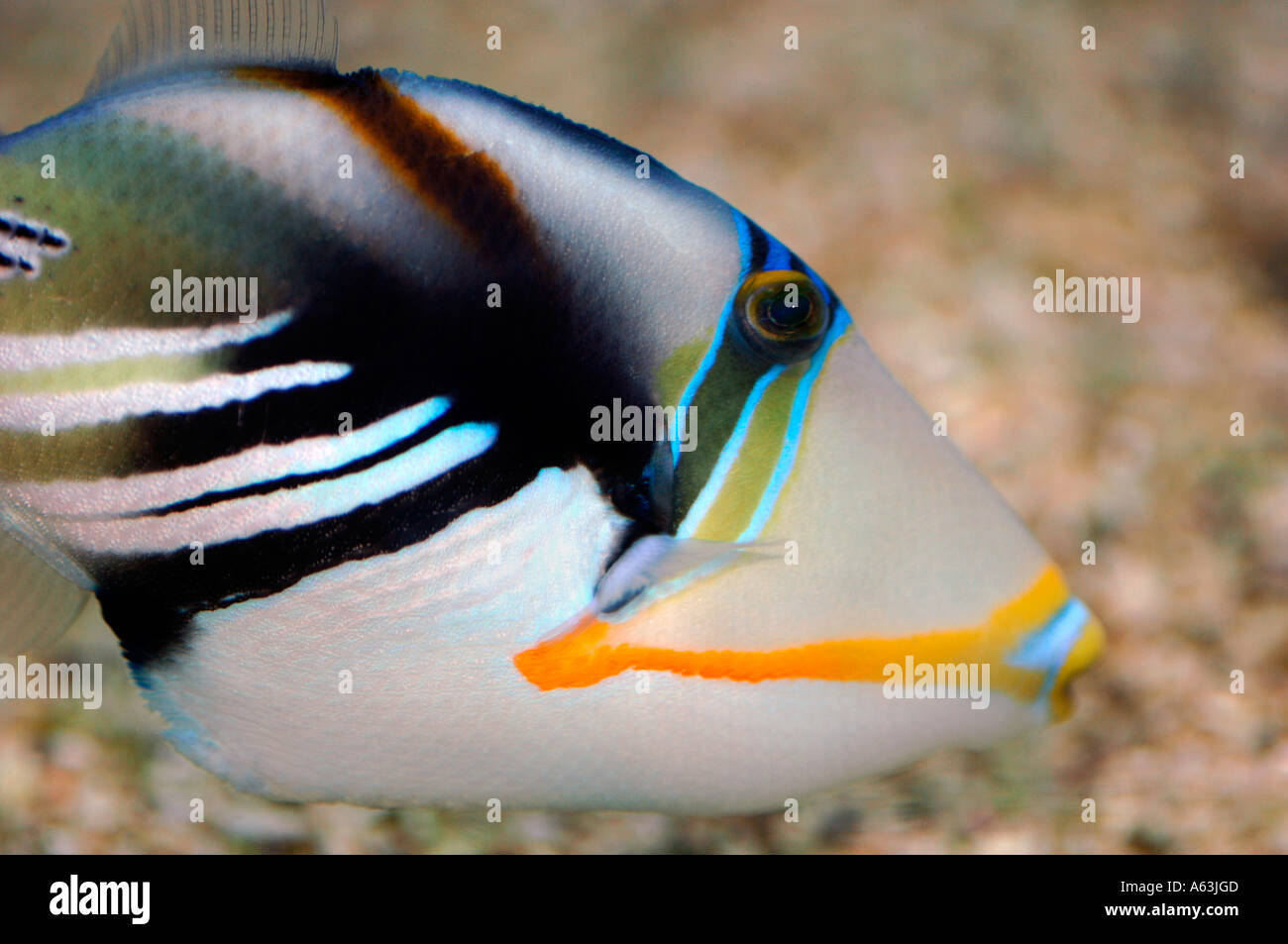Picasso trigger fisch -Fotos und -Bildmaterial in hoher Auflösung – Alamy