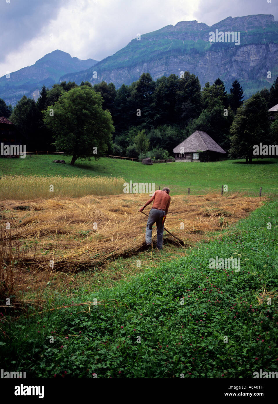 Ernte der Flachs im freien Dorfmuseum Ballenberg Region Highland ...