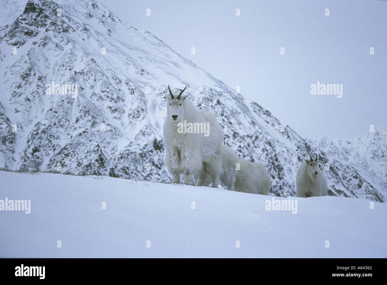 Weiße ziege alaska -Fotos und -Bildmaterial in hoher Auflösung – Alamy