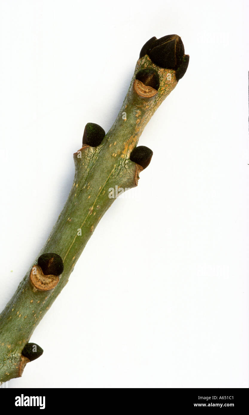 Asche Knospen im Winter Fraxinus Excelsior Lancashire Stockfoto, Bild ...