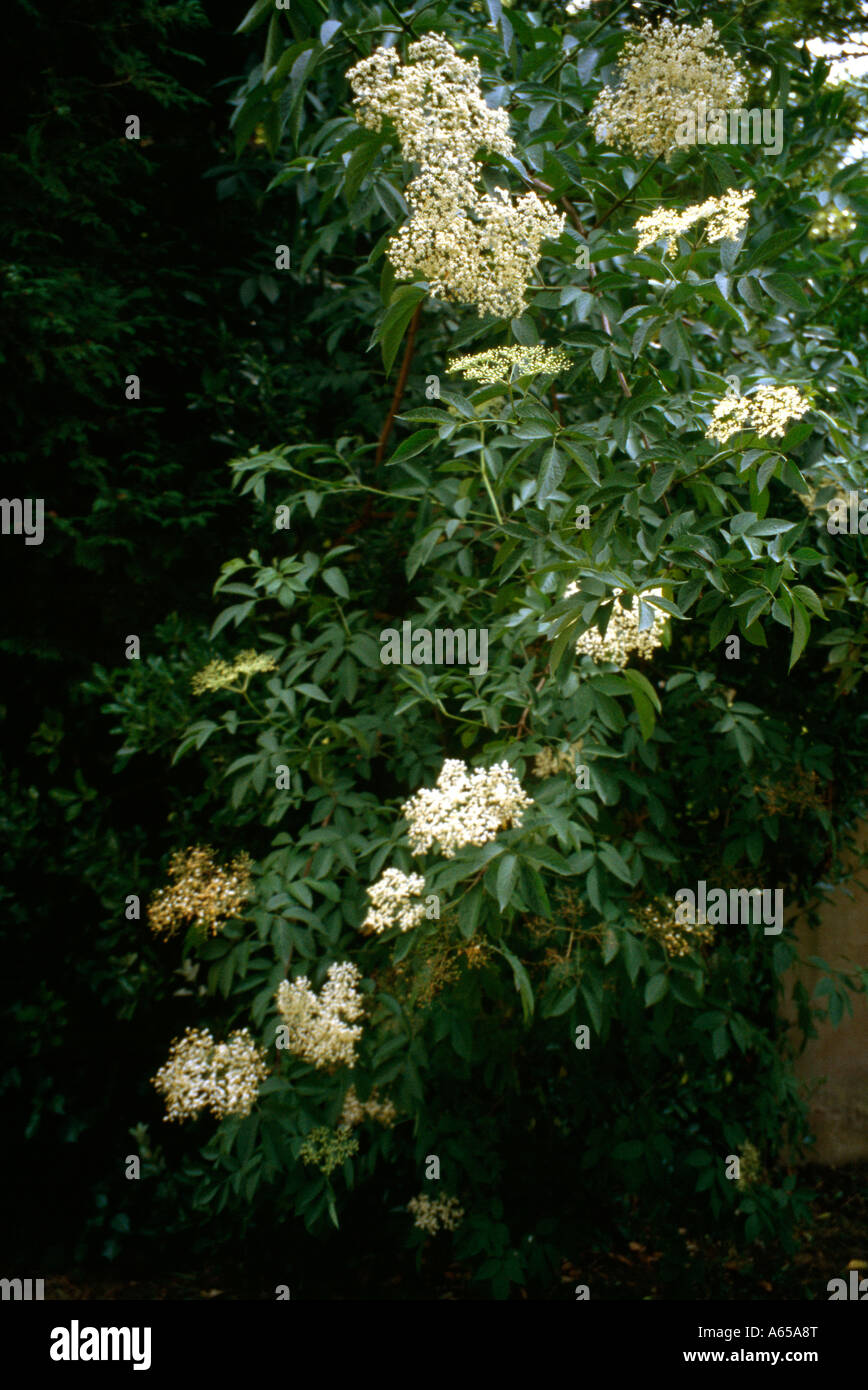 Holunder strauch -Fotos und -Bildmaterial in hoher Auflösung – Alamy