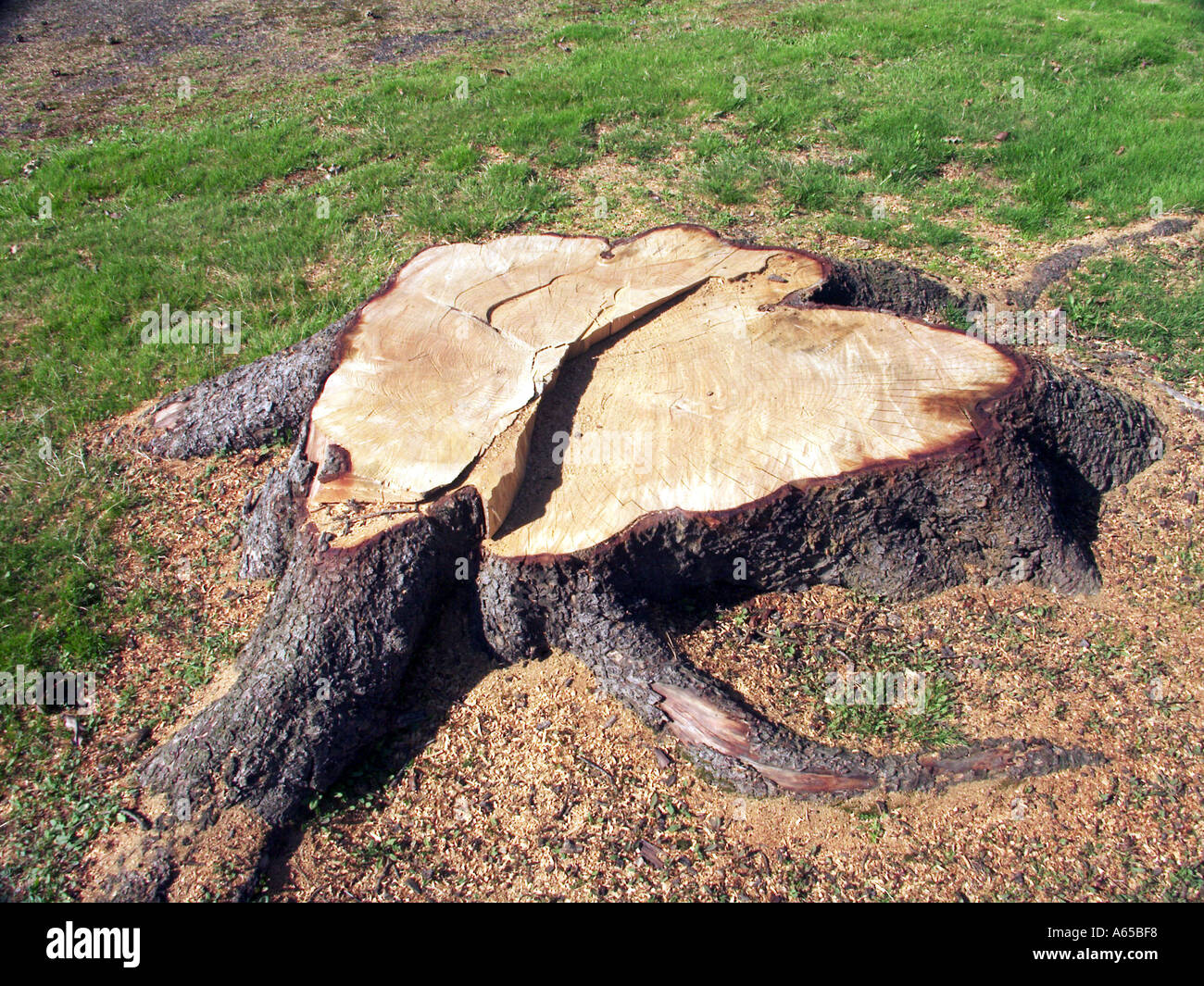 Baumstumpf mit ringen und wurzeln -Fotos und -Bildmaterial in hoher ...