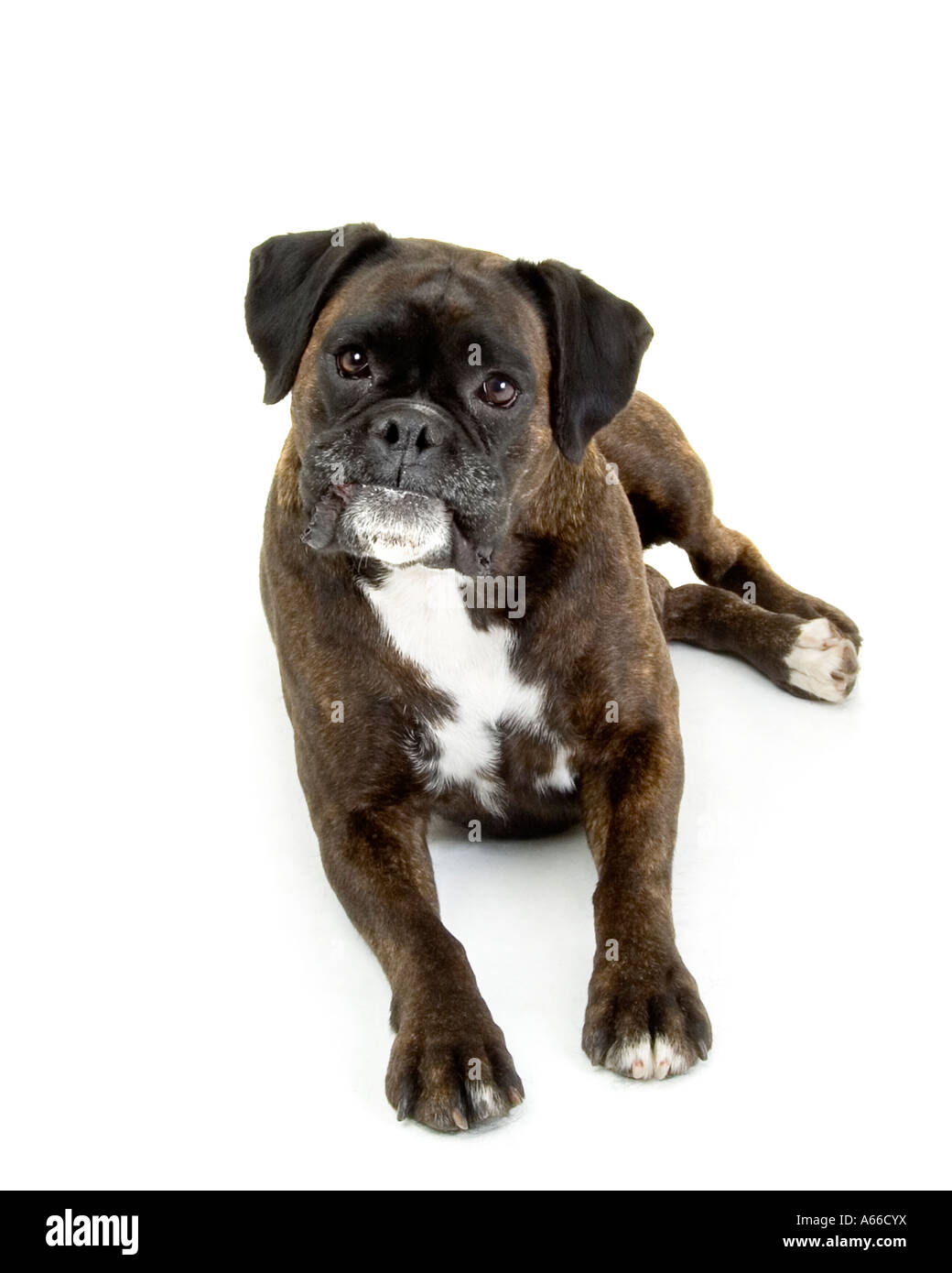 Hund hinlegen Ausgeschnittene Stockfotos und -bilder - Alamy