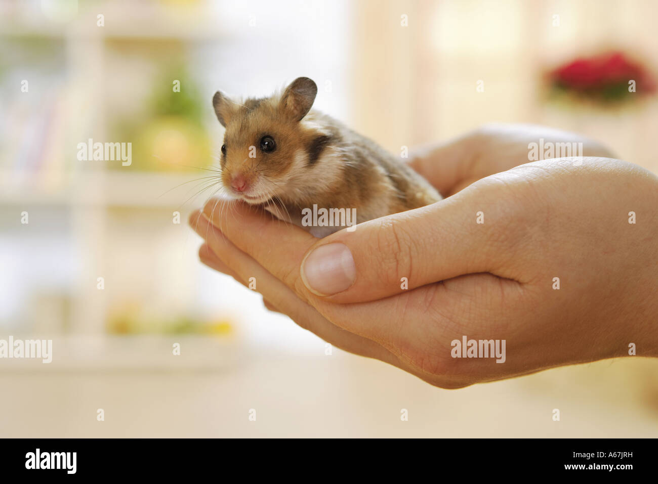 junge Goldhamster auf Hand / Mesocricetus Auratus Stockfotografie - Alamy