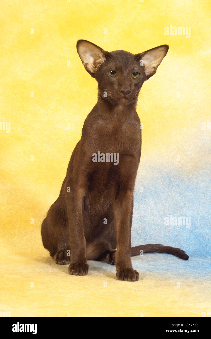 Havana braune katze -Fotos und -Bildmaterial in hoher Auflösung – Alamy