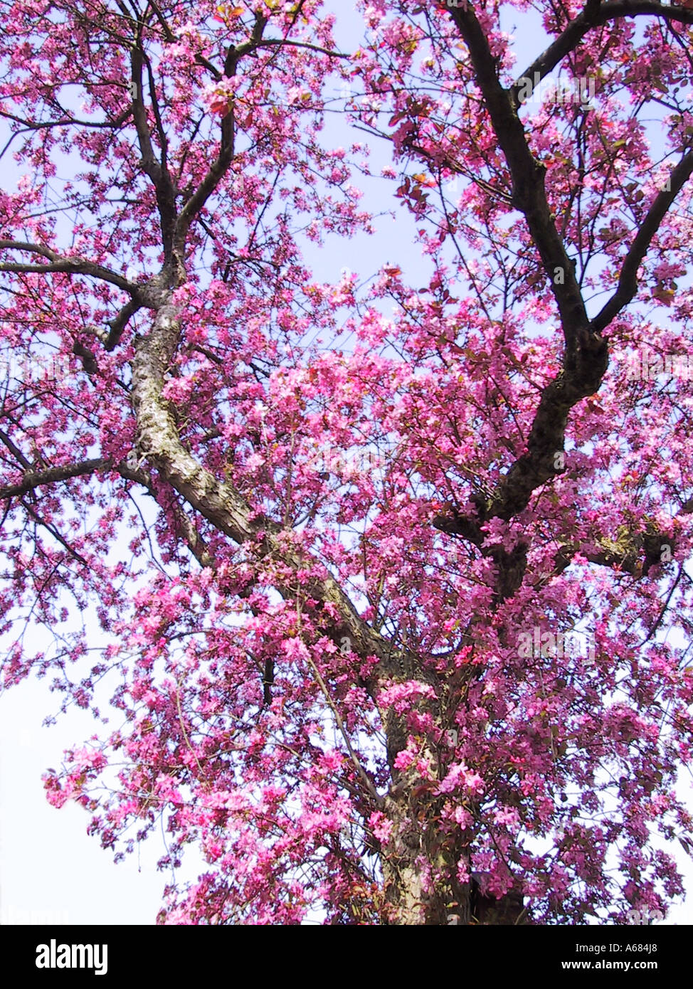 rosa Blüte im Frühling Stockfotografie - Alamy