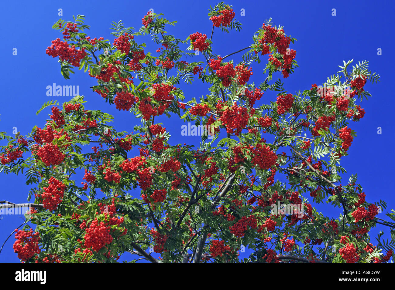 Vogelbeerbaum, Eberesche (Sorbus Aucuparia) mit reifen Beeren ...
