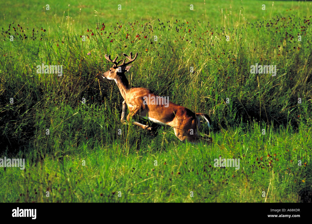 Springende hirsche -Fotos und -Bildmaterial in hoher Auflösung – Alamy