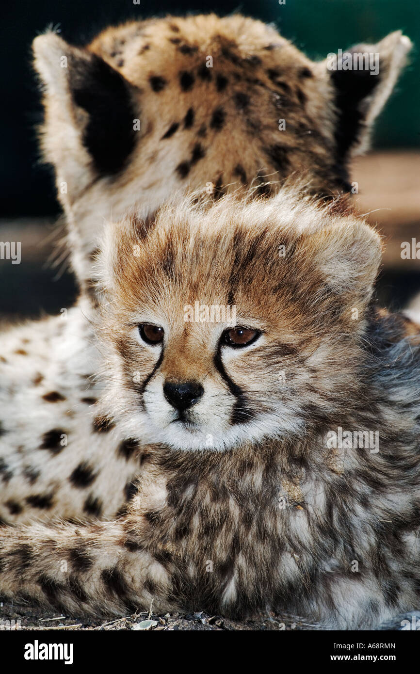 Baby cheetah and namibia -Fotos und -Bildmaterial in hoher Auflösung ...