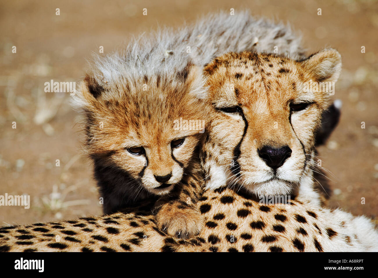 Mutter und baby gepard hautnah -Fotos und -Bildmaterial in hoher ...