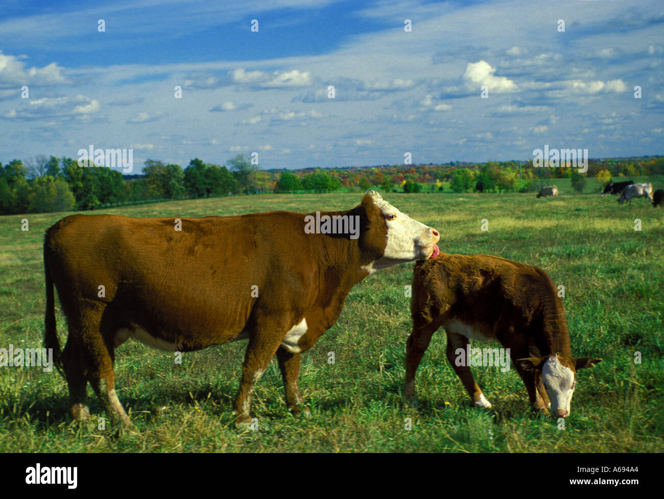 Vieh simmental kuh kalb feld -Fotos und -Bildmaterial in hoher ...
