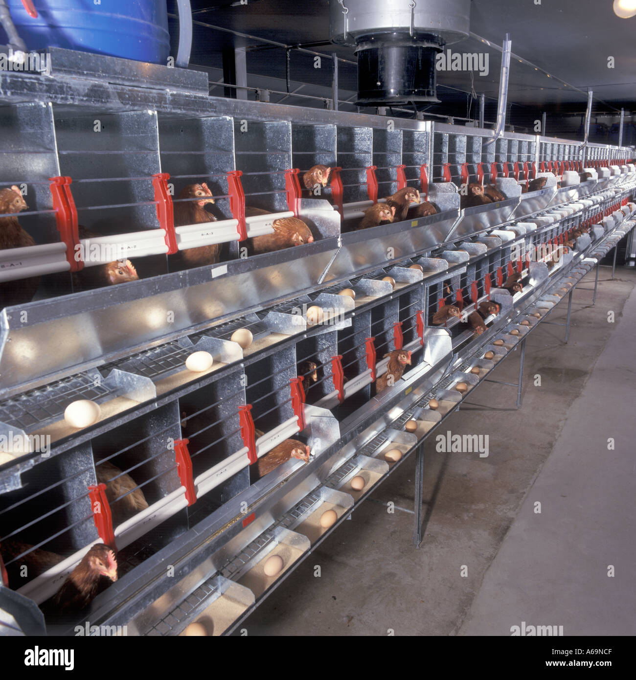 Battery chicken -Fotos und -Bildmaterial in hoher Auflösung – Alamy