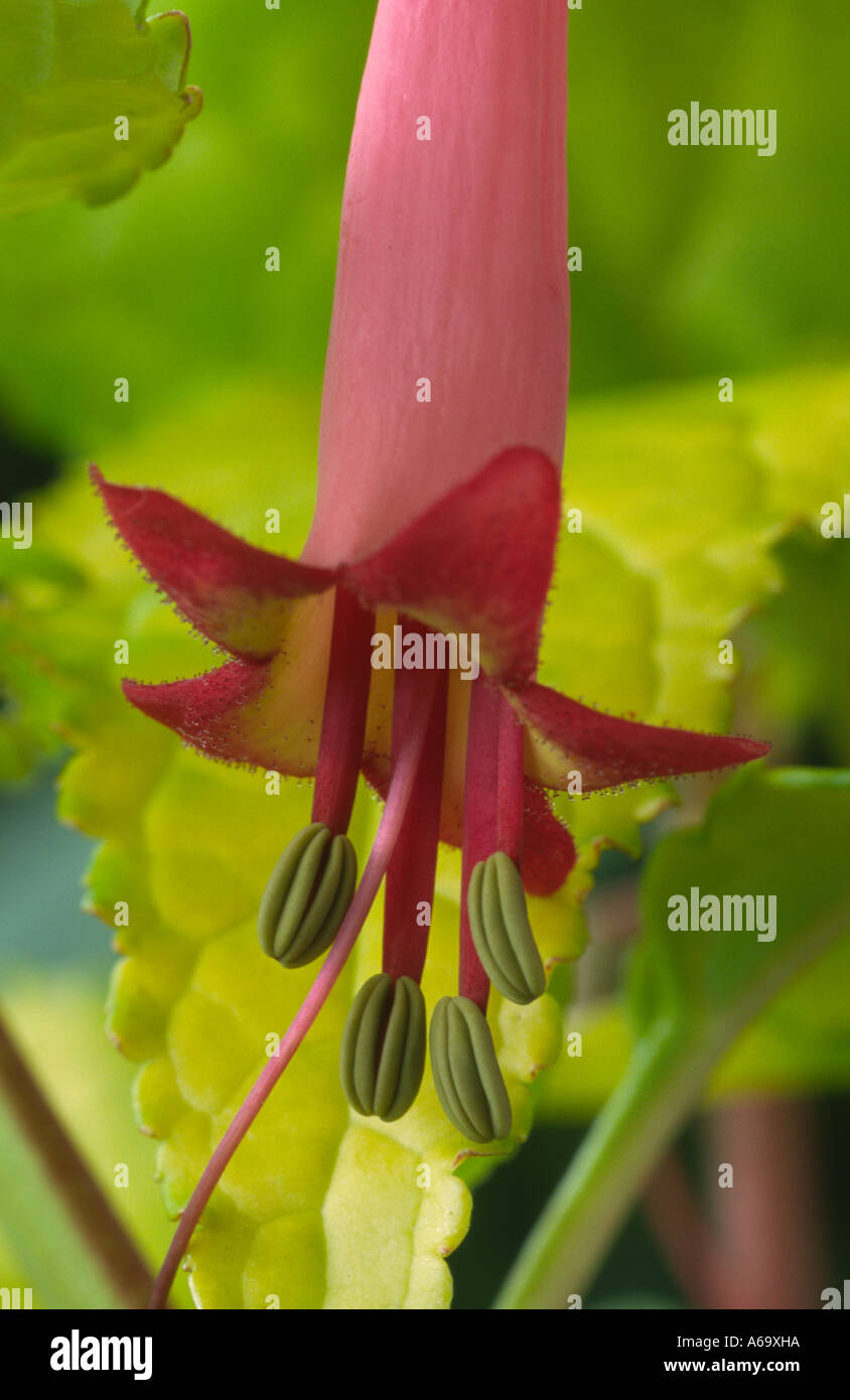Phygelius x rectus -Fotos und -Bildmaterial in hoher Auflösung – Alamy