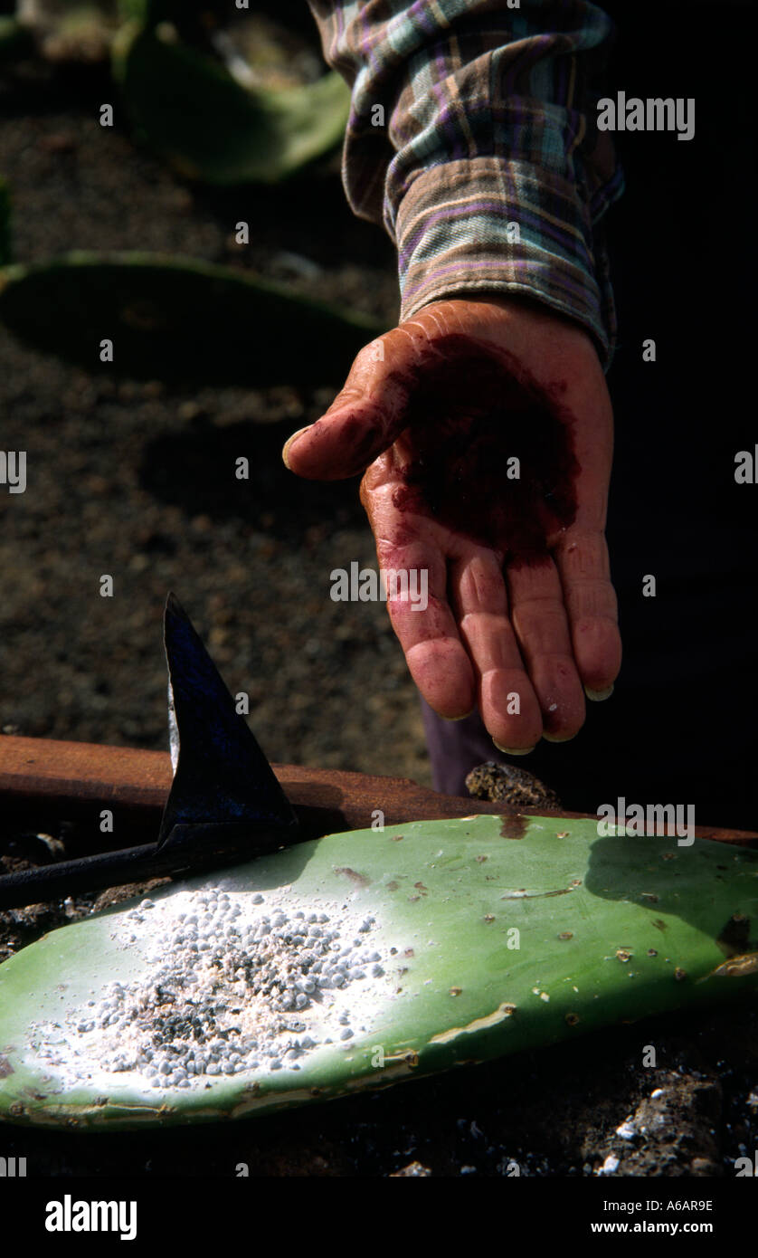 Karmin färben -Fotos und -Bildmaterial in hoher Auflösung – Alamy