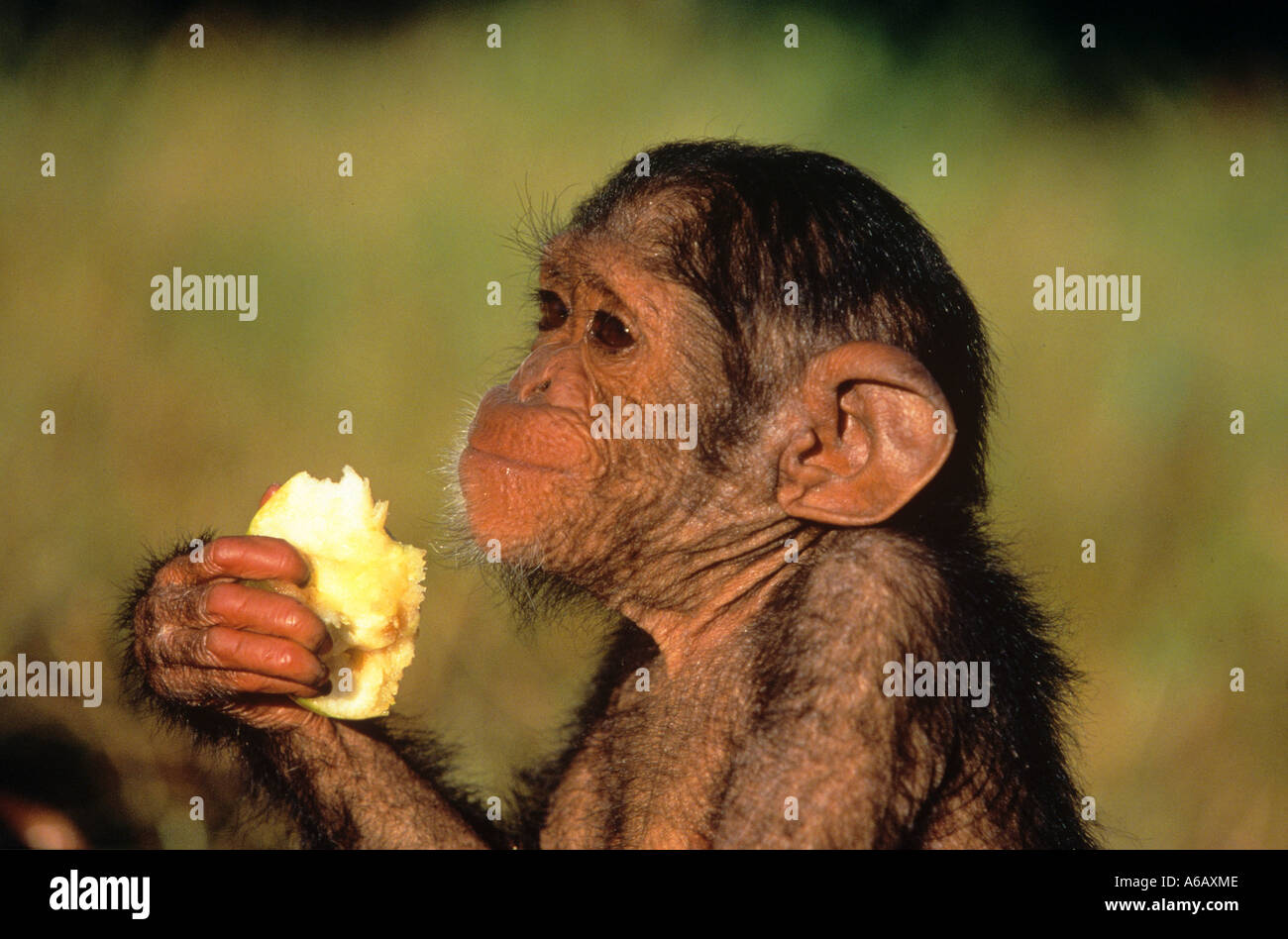 Baby Chimp Eating Stockfotos und -bilder Kaufen - Alamy