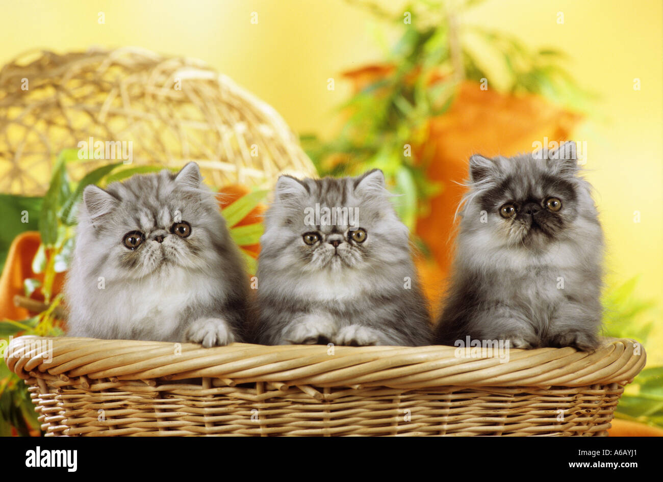Katzen korb -Fotos und -Bildmaterial in hoher Auflösung – Alamy