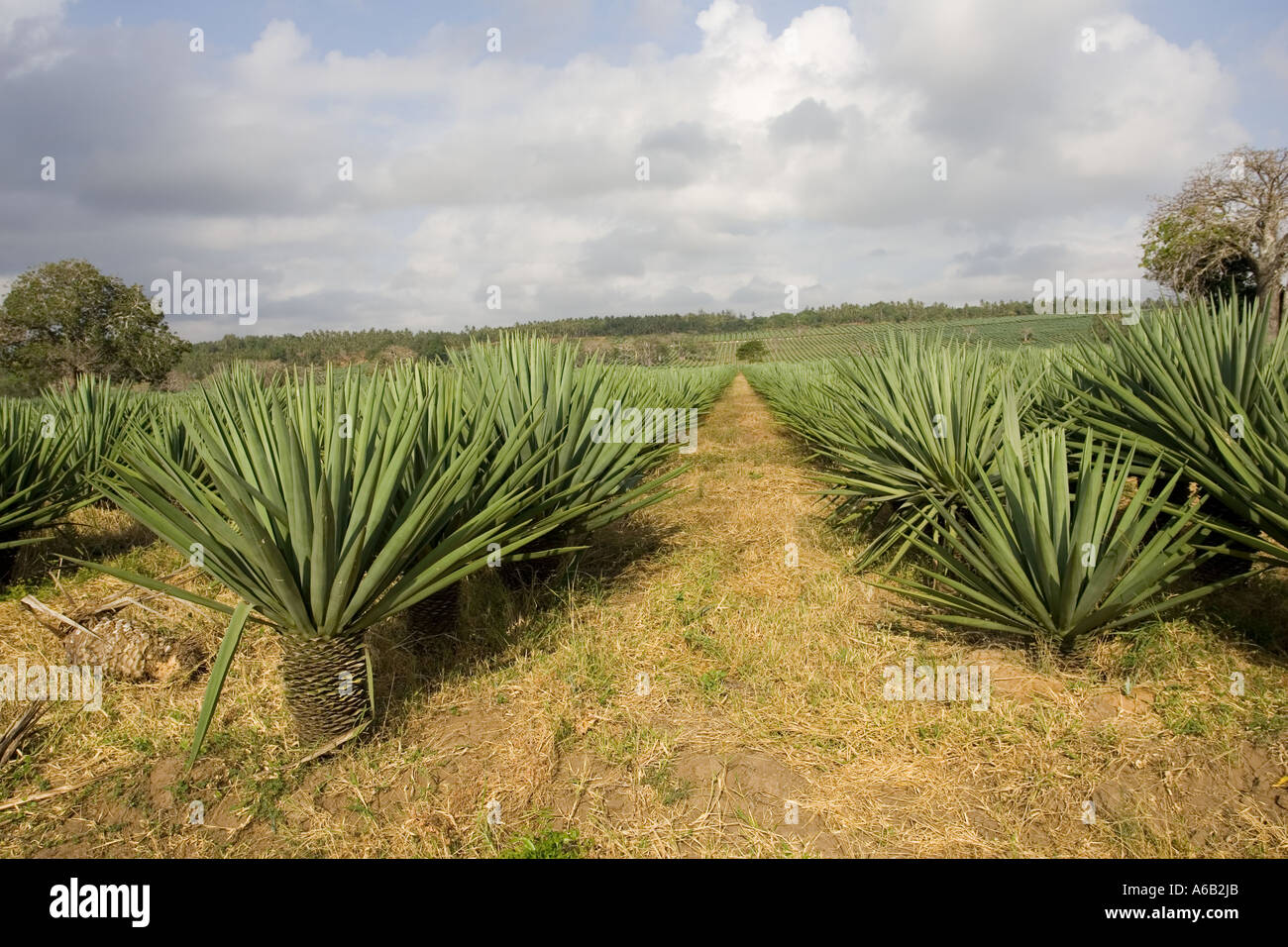 Sisal plantation kenya africa -Fotos und -Bildmaterial in hoher ...