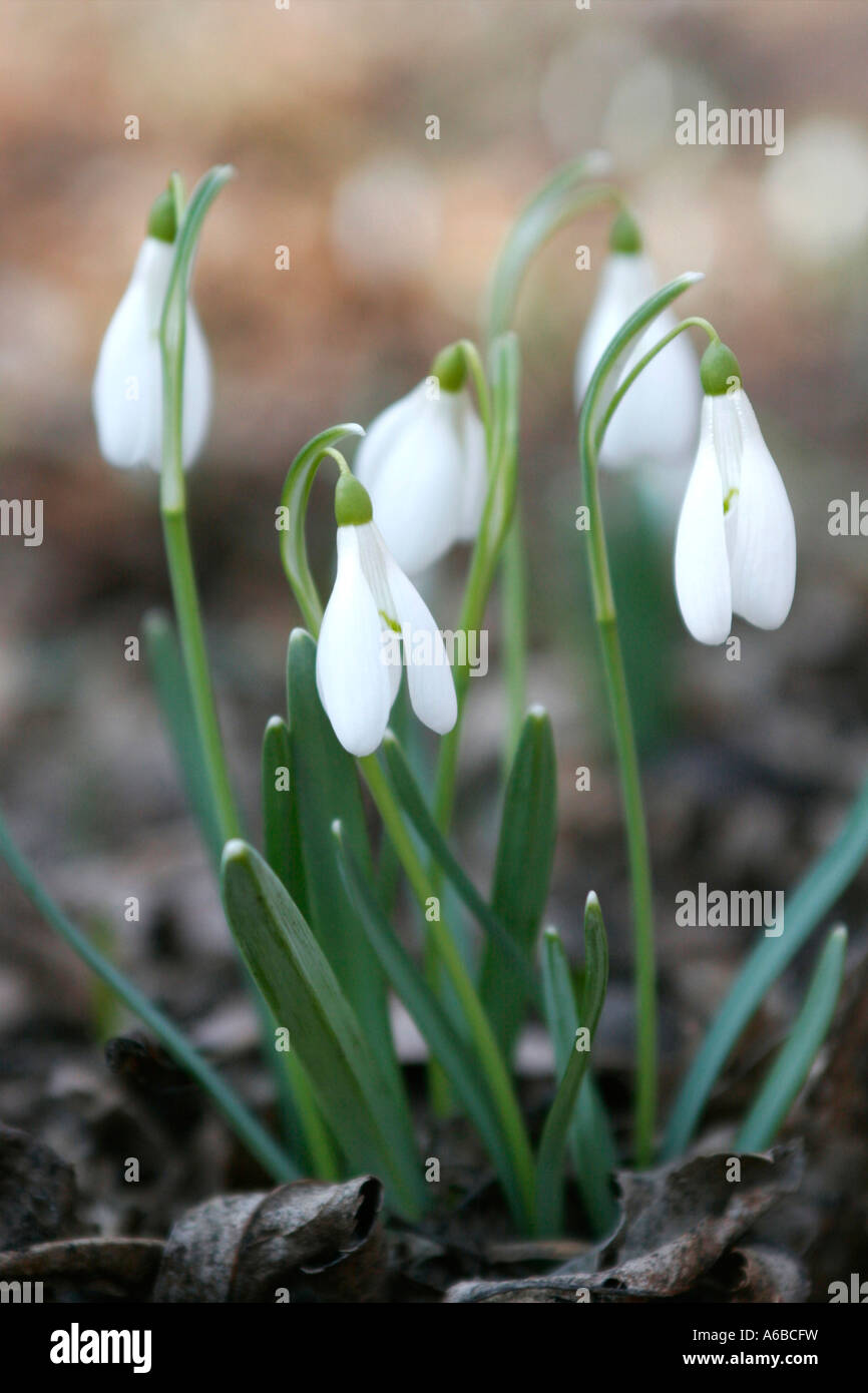 Fruehlingsblumen, Schneegloeckchen, Schneeglöckchen Stockfotografie - Alamy