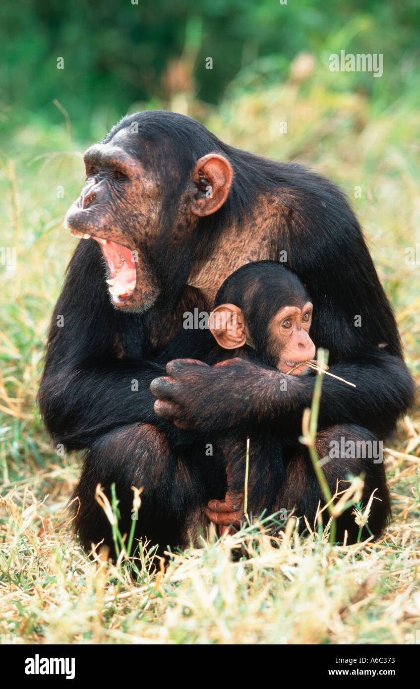 Chimfunshi tierwaisenhaus -Fotos und -Bildmaterial in hoher Auflösung ...