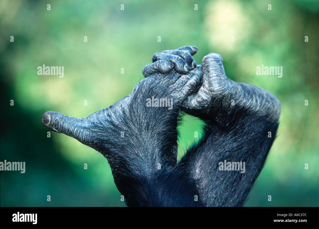Hand fuß schimpanse -Fotos und -Bildmaterial in hoher Auflösung – Alamy