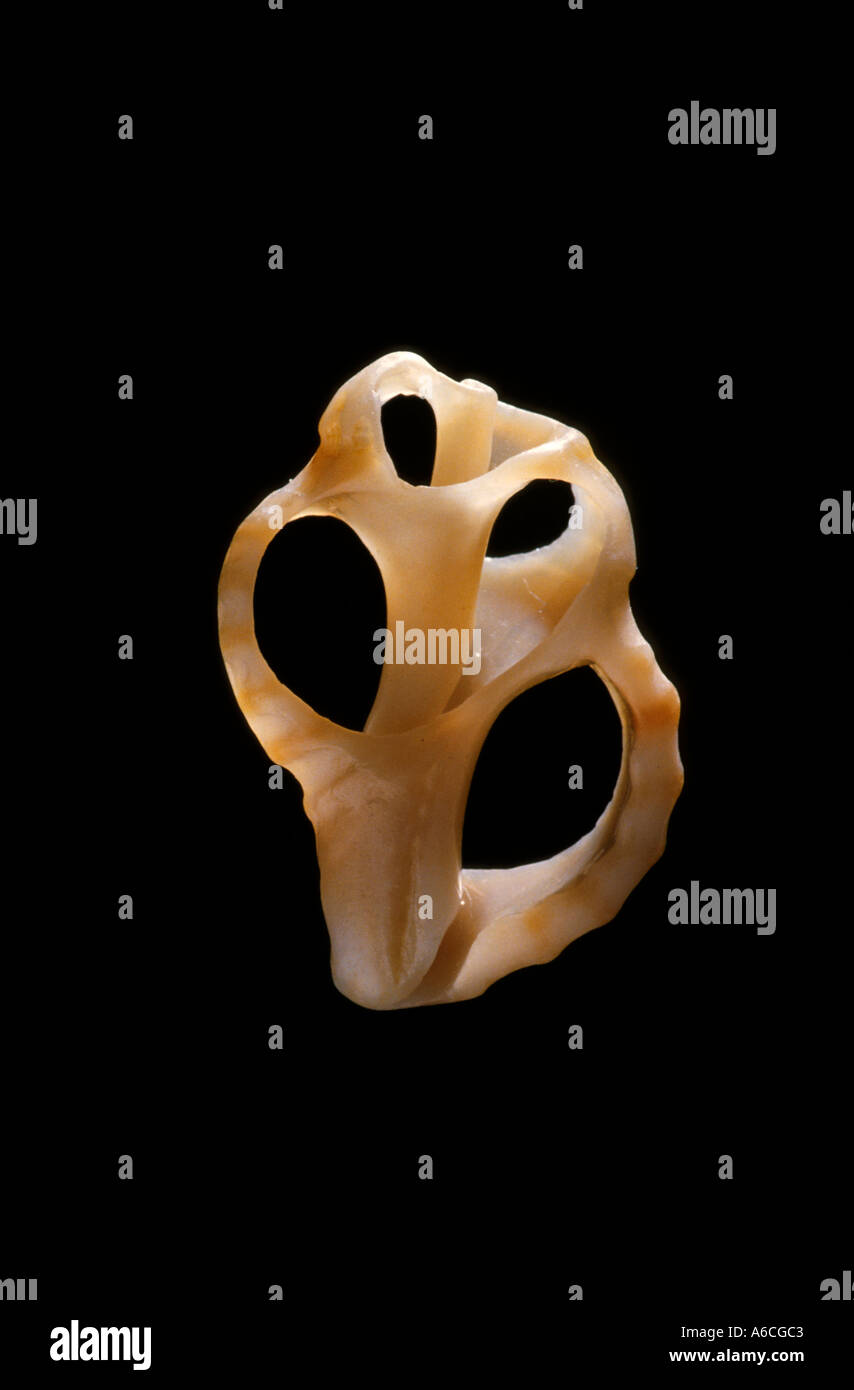 Shell cross cut -Fotos und -Bildmaterial in hoher Auflösung – Alamy