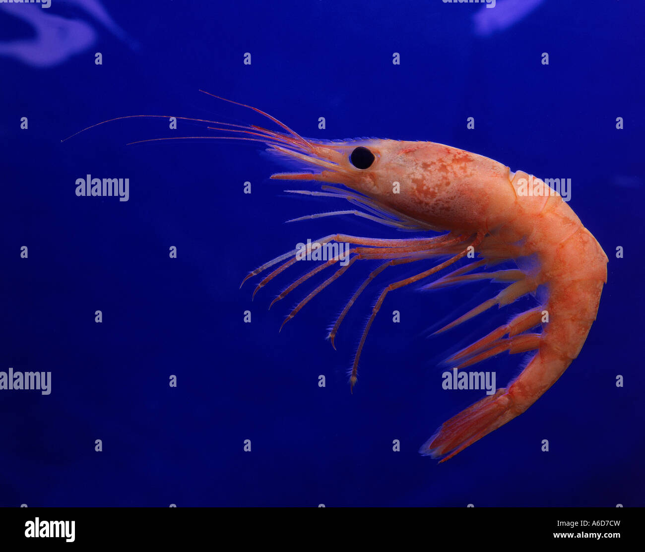 Nahaufnahme der Garnele Schwimmen im Wasser, Island Stockfotografie - Alamy