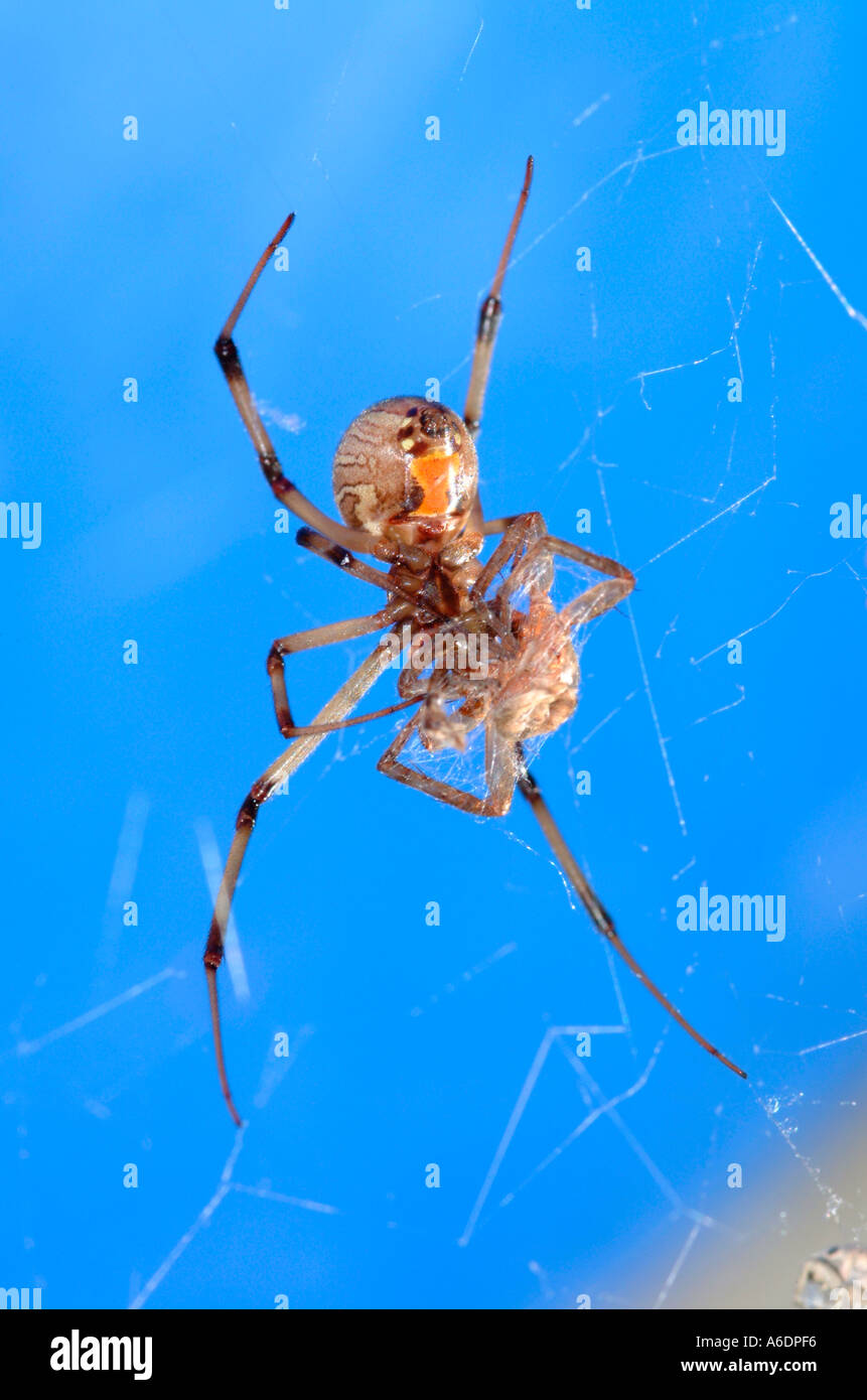 Südliche Schwarze Witwe Latrodectus Mactans unreifen Spinnen giftig ...