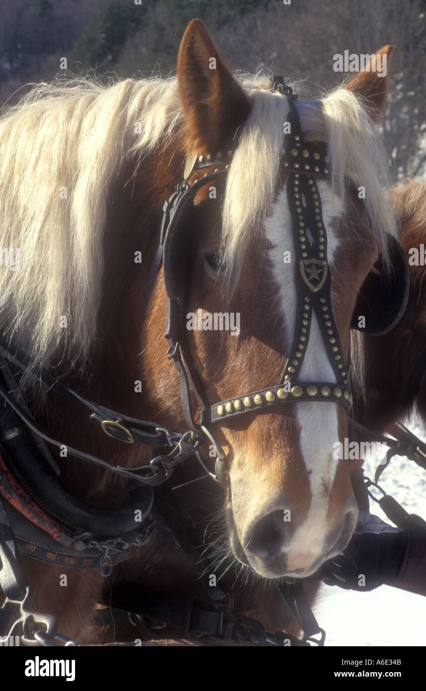 Schlitten andre -Fotos und -Bildmaterial in hoher Auflösung – Alamy