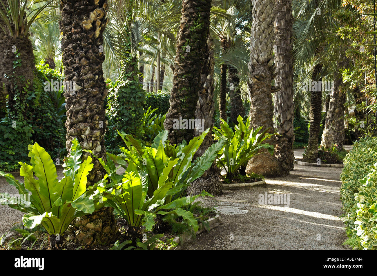 Elche palm -Fotos und -Bildmaterial in hoher Auflösung – Alamy