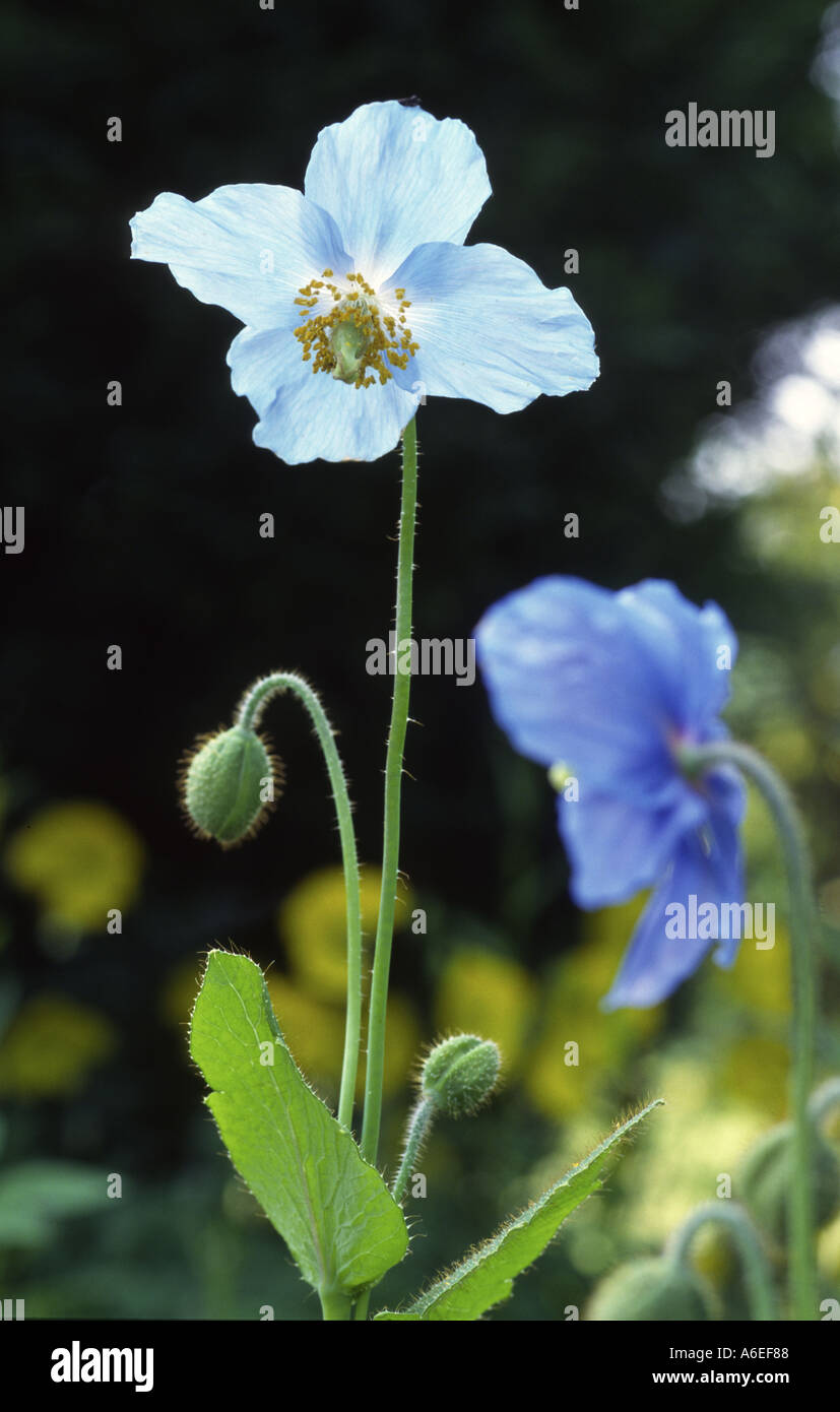 Mecanopsis grandis -Fotos und -Bildmaterial in hoher Auflösung – Alamy
