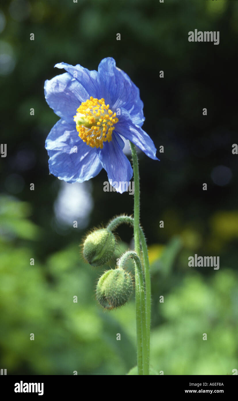 Mecanopsis grandis -Fotos und -Bildmaterial in hoher Auflösung – Alamy