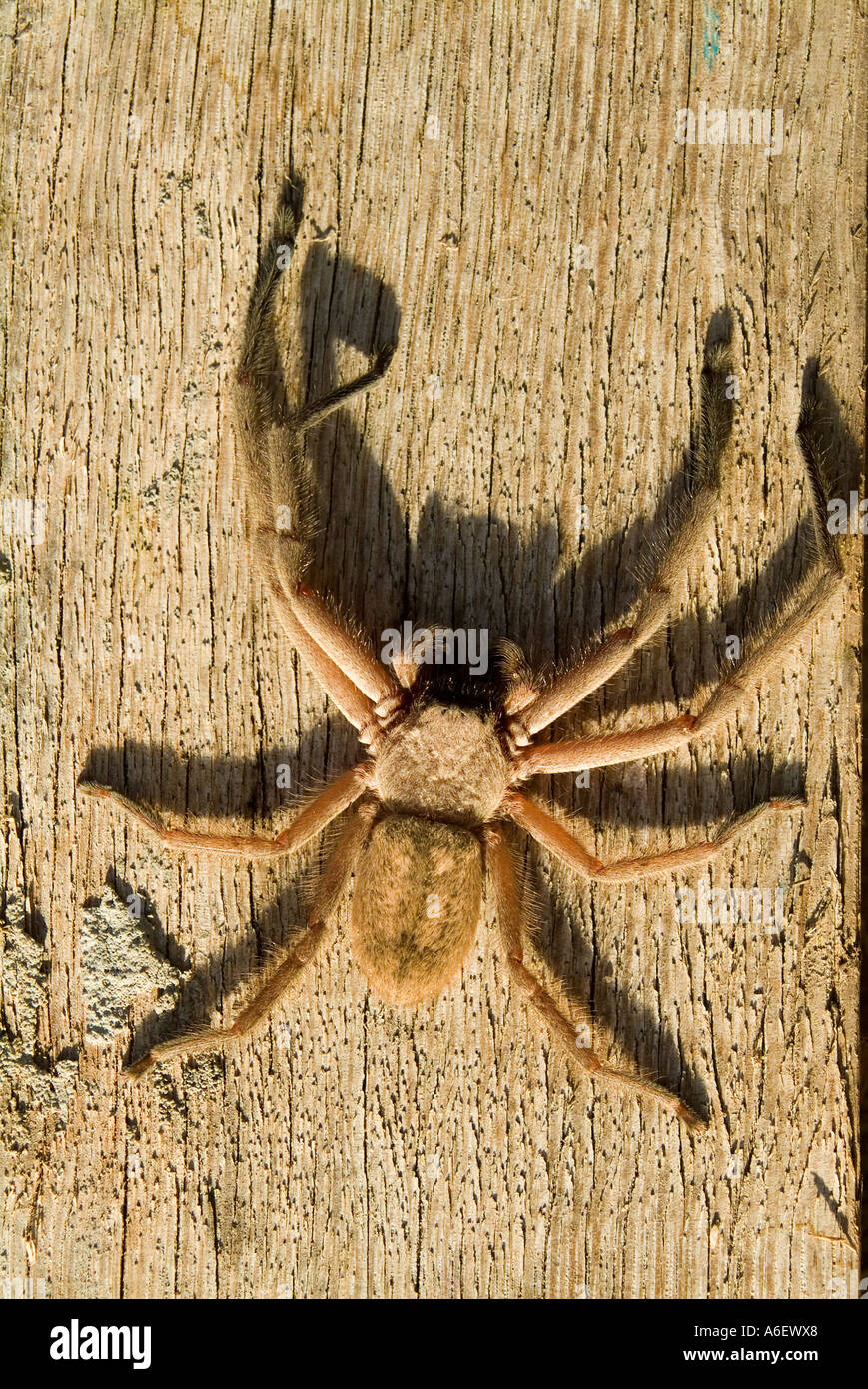 Australische spinnen -Fotos und -Bildmaterial in hoher Auflösung – Alamy