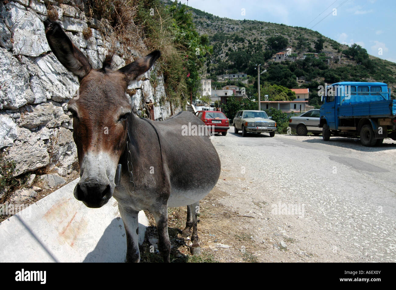 Balkan esel -Fotos und -Bildmaterial in hoher Auflösung – Alamy