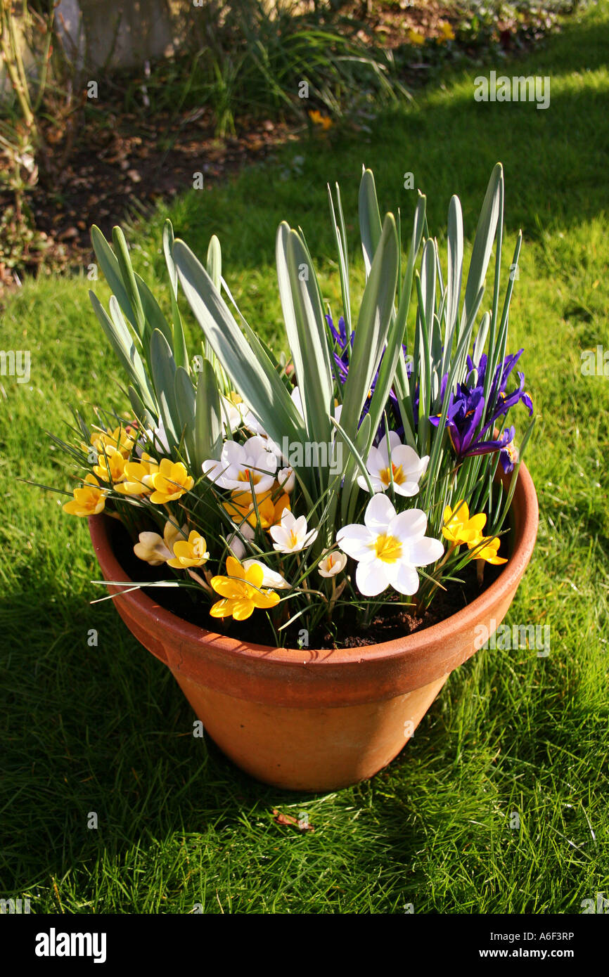SPRING Topf mit KROKUS UND ZWERG IRIS RETICULATA Stockfotografie - Alamy