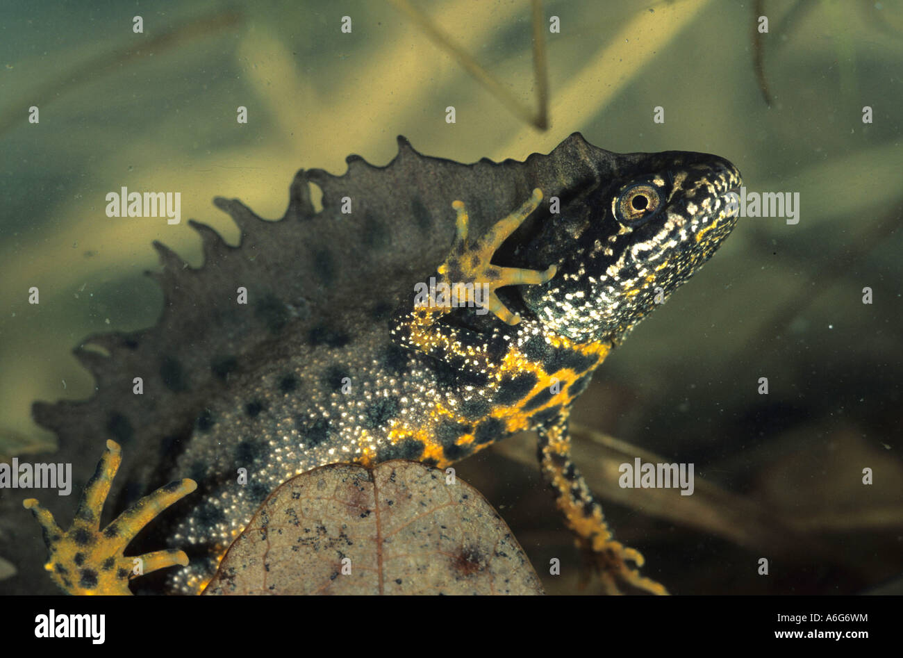 Great Crested Newt (Triturus Cristatus) männlich, gefangen ...