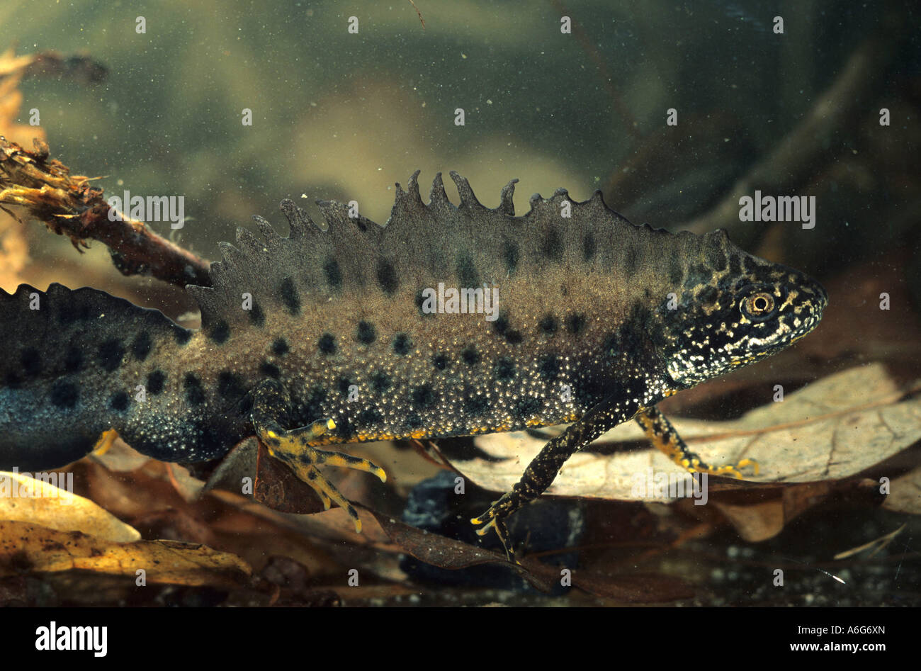 Great crested newt -Fotos und -Bildmaterial in hoher Auflösung – Alamy