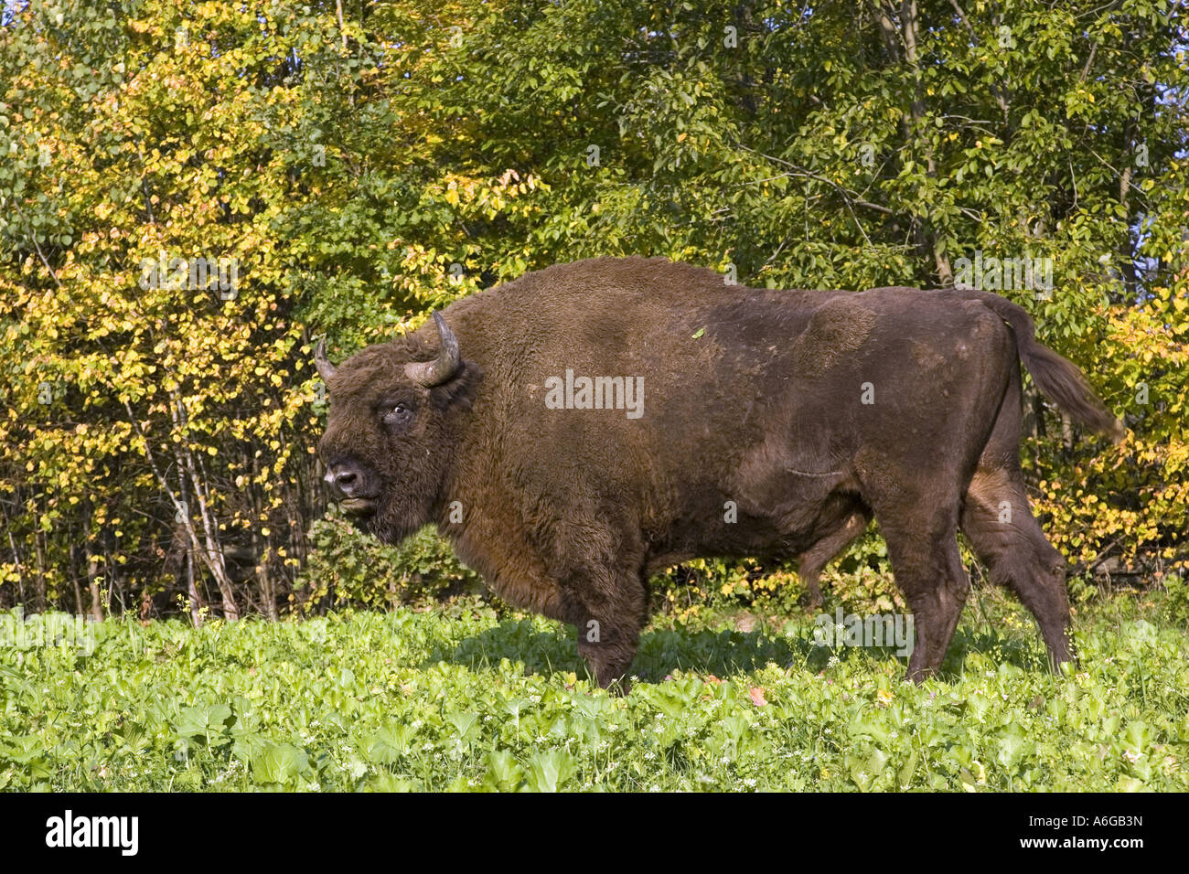 Europäische Bison, Wisent (Bison Bonasus), Bul, größte und schwerste ...