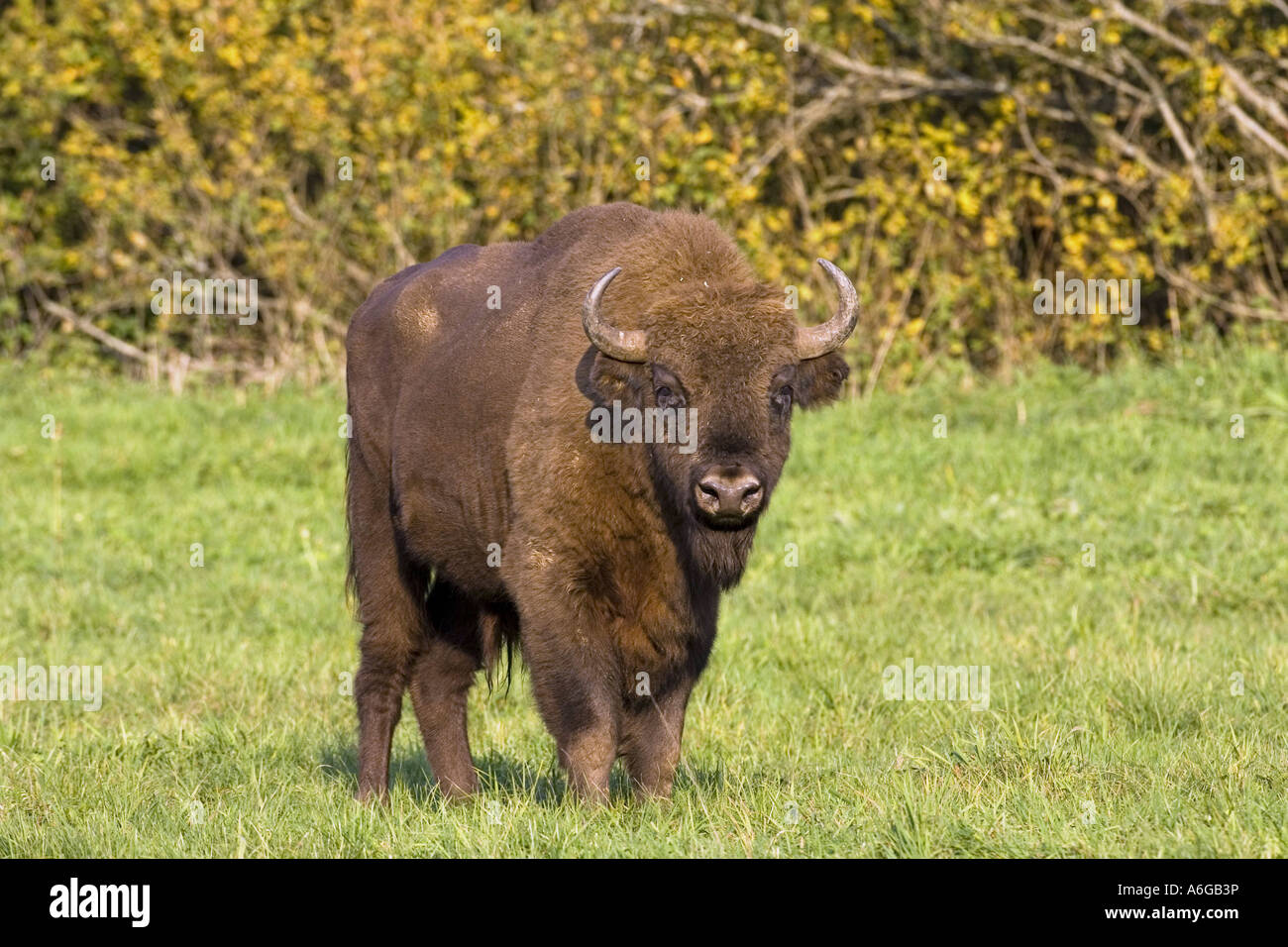 Europäische Bison, Wisent (Bison Bonasus), Stier, größte und schwerste ...