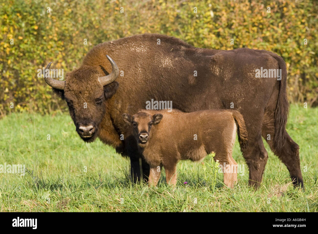 Europäische Bison, Wisent (Bison Bonasus), Kuh und Kalb, größte und ...